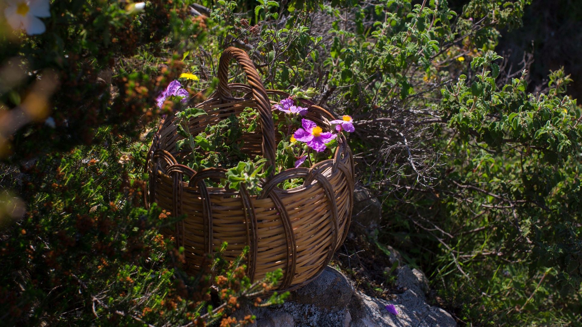The Therapeutic Herbs of Crete - Blog Alexander Beach